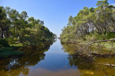 Pyllëzimi si zgjidhje natyrore për klimën dhe mbrojtjen e ...